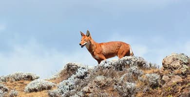 14 Days Ethiopia Historical Tours, Full Escort by Guide
