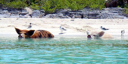 Bahamas Day Trip to Staniel Cay: Pig Beach, Compass Bay