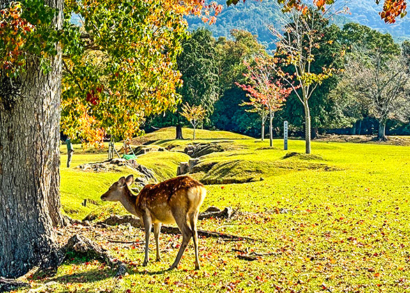 Nara Weather in December, Cold & Dry, Little Rainfall