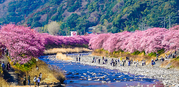 Best Sakura Months in Japan: Cherry Blossom March & April