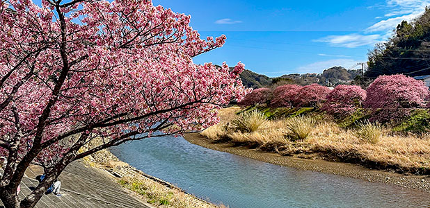 Japan Weather in April 2026: Mild & Wet, Cherry Blossoms