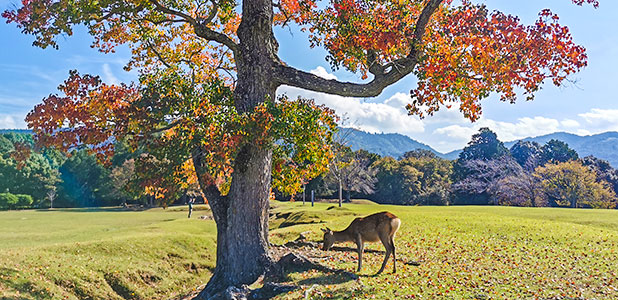 Japan Weather in November 2025: Mild Climate, Fall Foliage