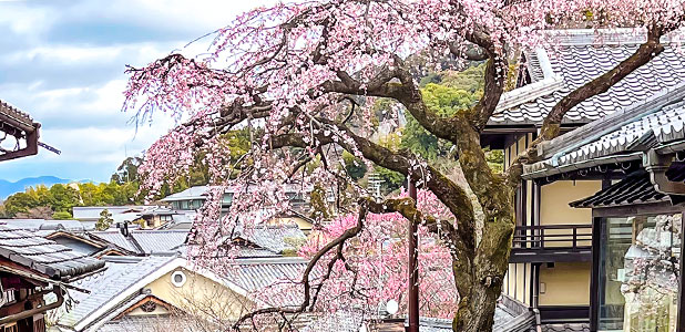 2025 Cherry Blossom Season Forecast in Japan, Sakura Dates