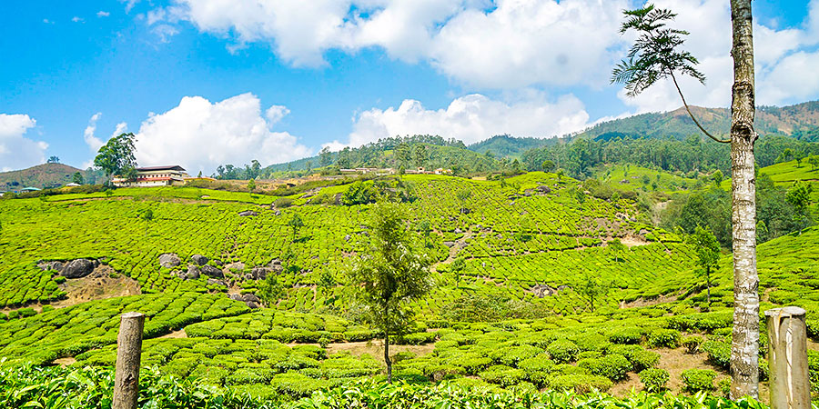 Best Time to Visit Cameron Highlands: Jun-Aug & Dec-Feb