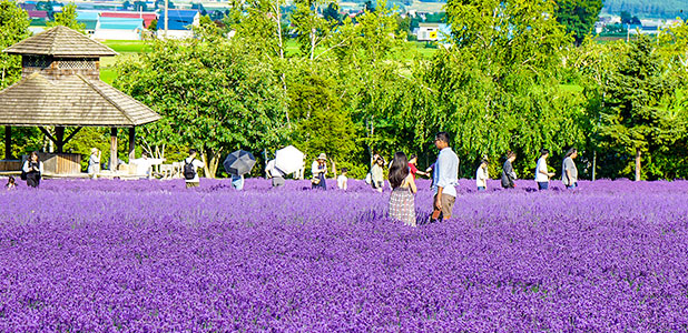 Hokkaido Weather in June, 2026: Warm, Sunny, Long Daytime