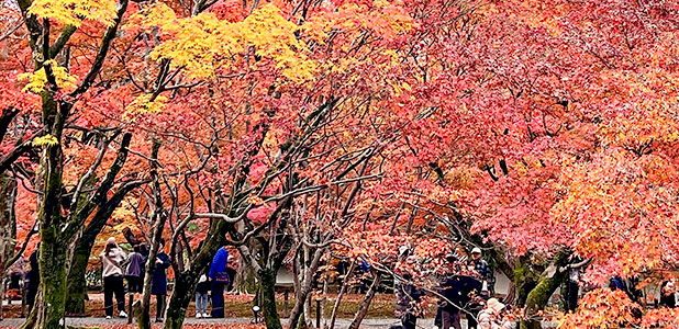 Nagoya Weather, 2026: Climate, Seasons, Best Time to Visit