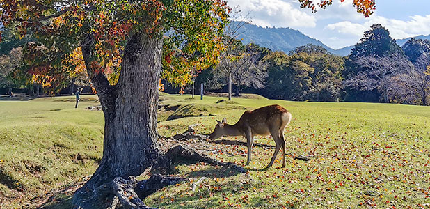 Nara Weather in October 2026: Pleasantly Cool and Sunny