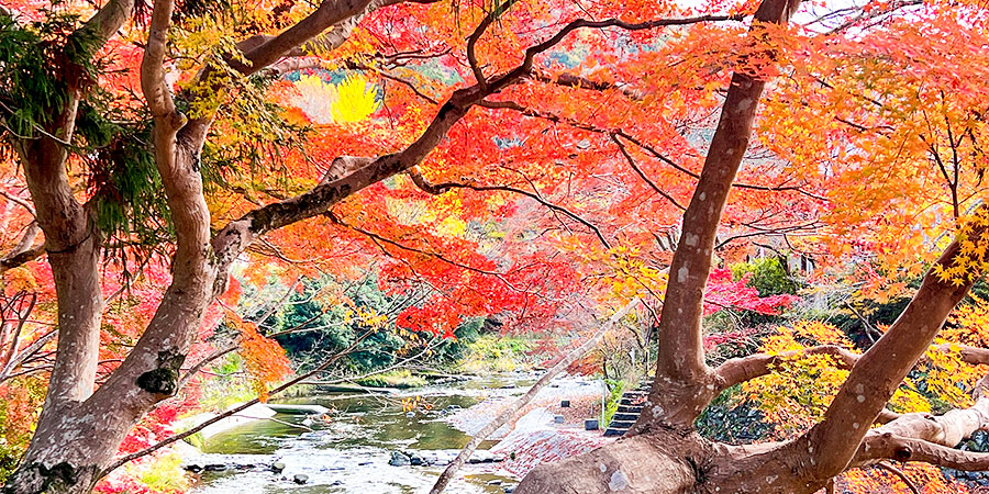 Nikko Weather in November, 2025: Cold, Dry, Fall Foliage