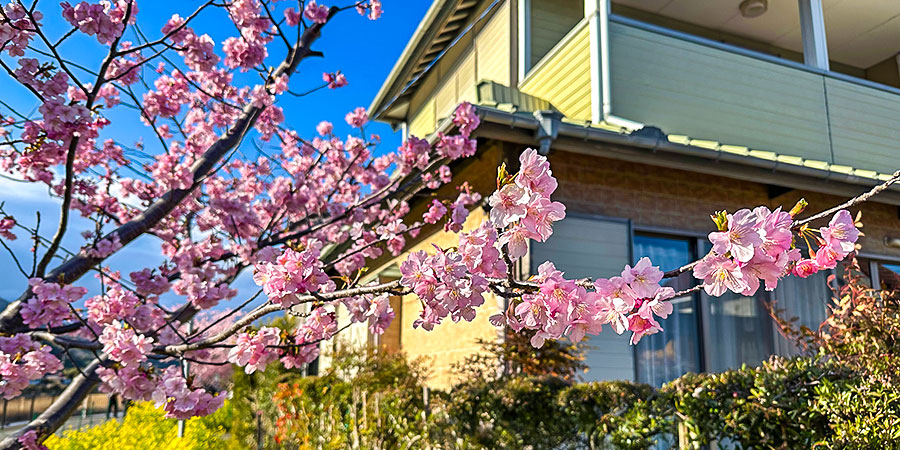 Sapporo Weather in January, 2026: Cool, Dry & Windy Climate