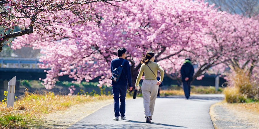 Best Time to Visit Sapporo, 2026: Dec-Mar; Jun-Aug