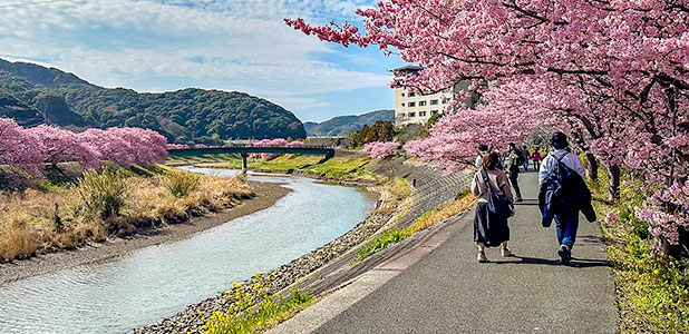 Tokyo Weather in April 2026: Pleasant & Warm, Sakura Season